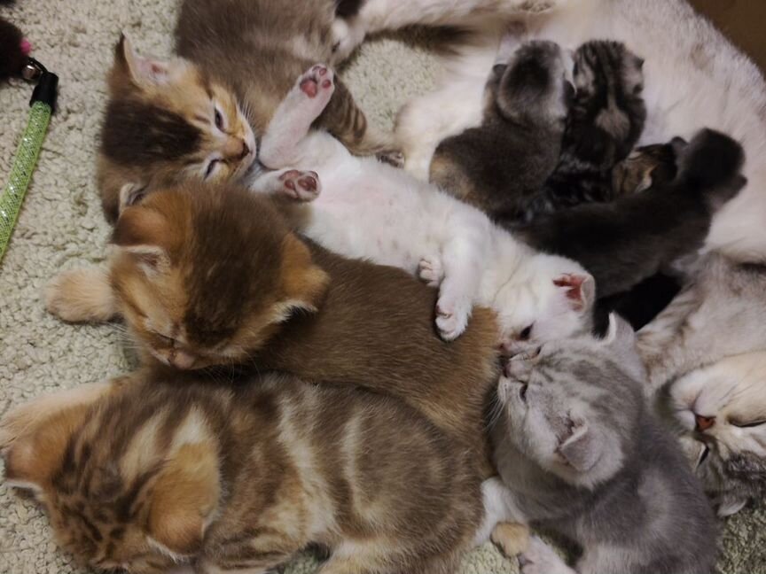 Кошка