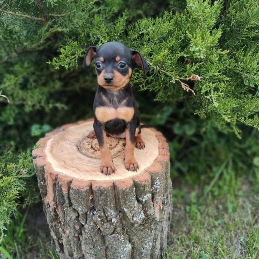 Отдам бесплатно собачку