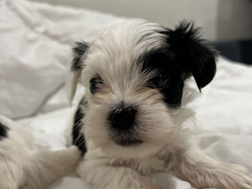 Бивер йорк девочка