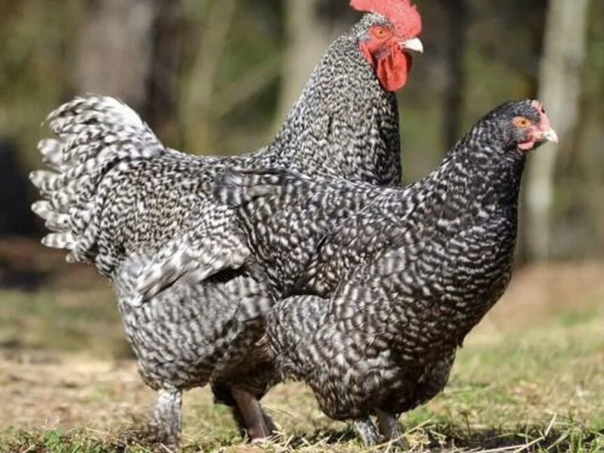 Цыплята Гриз Бар Венгрия/Испания