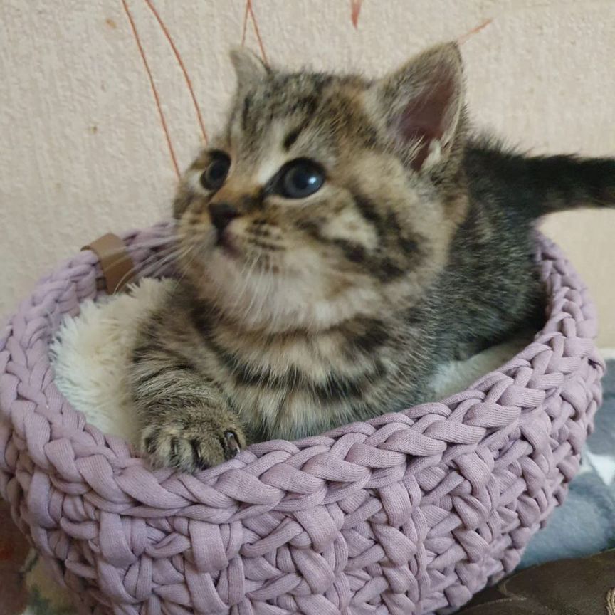 Красивая полосатая кошечка