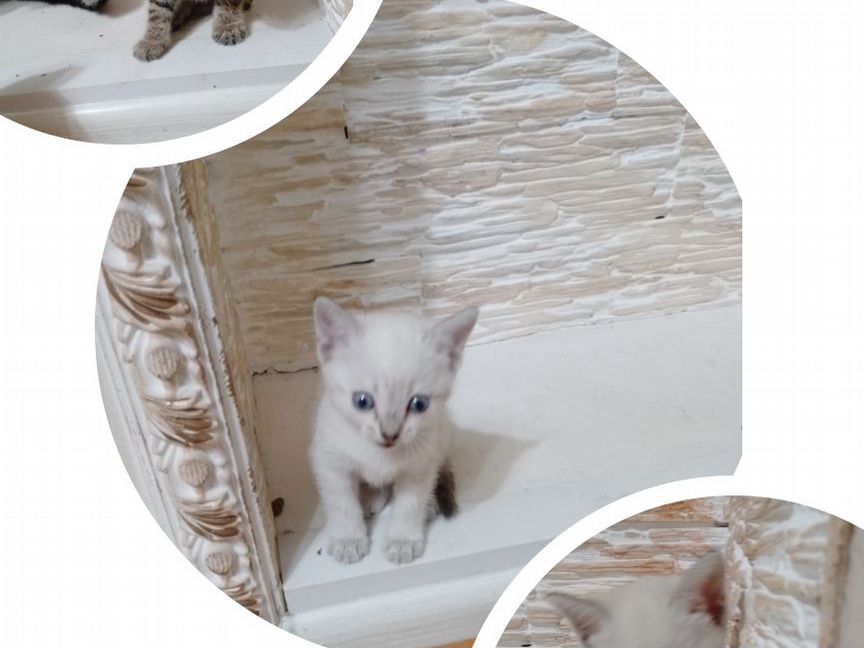 Отдам бесплатно