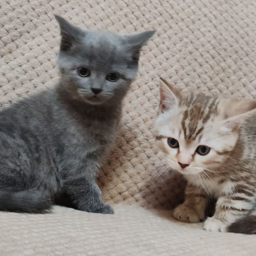 Британский короткошёрстный котёнок