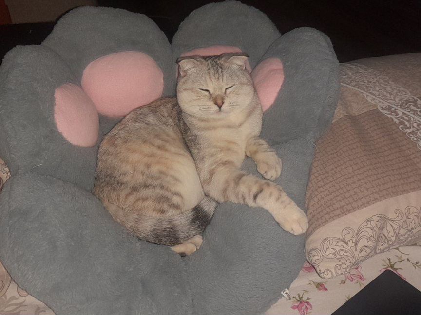 Продам кошку