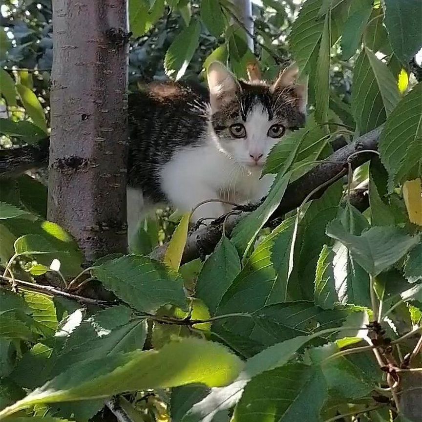 Котэйка