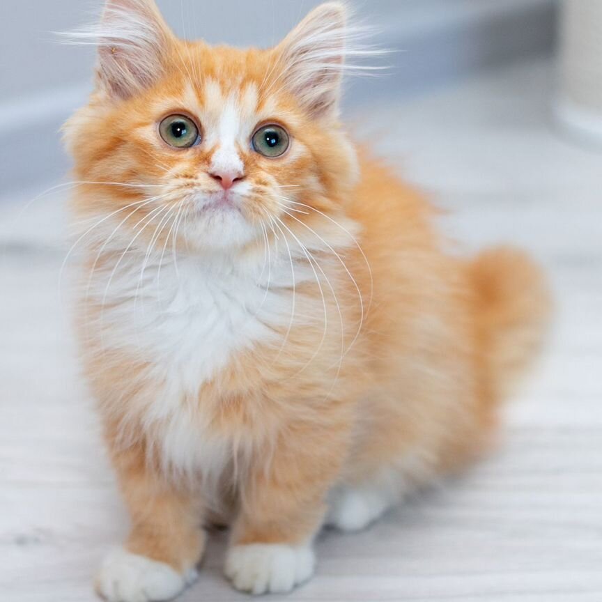 Чистопородный мальчик манчкин