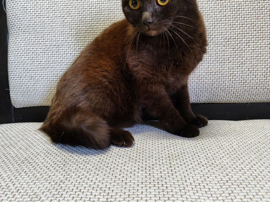 Кошки породистые бесплатно