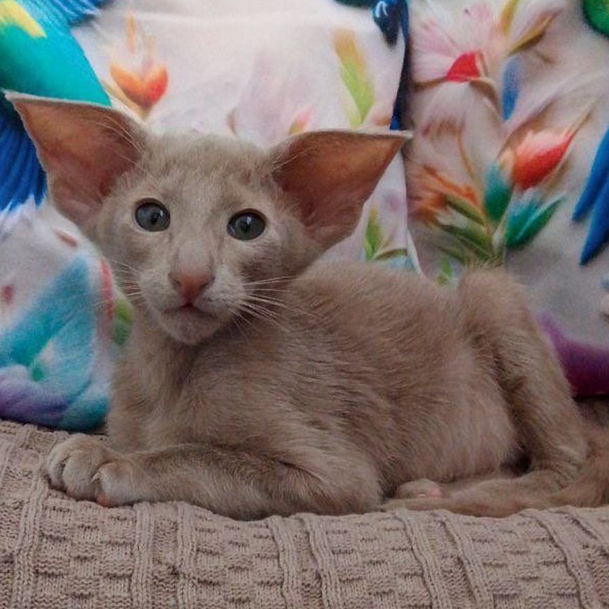 Ориентальный котёнок