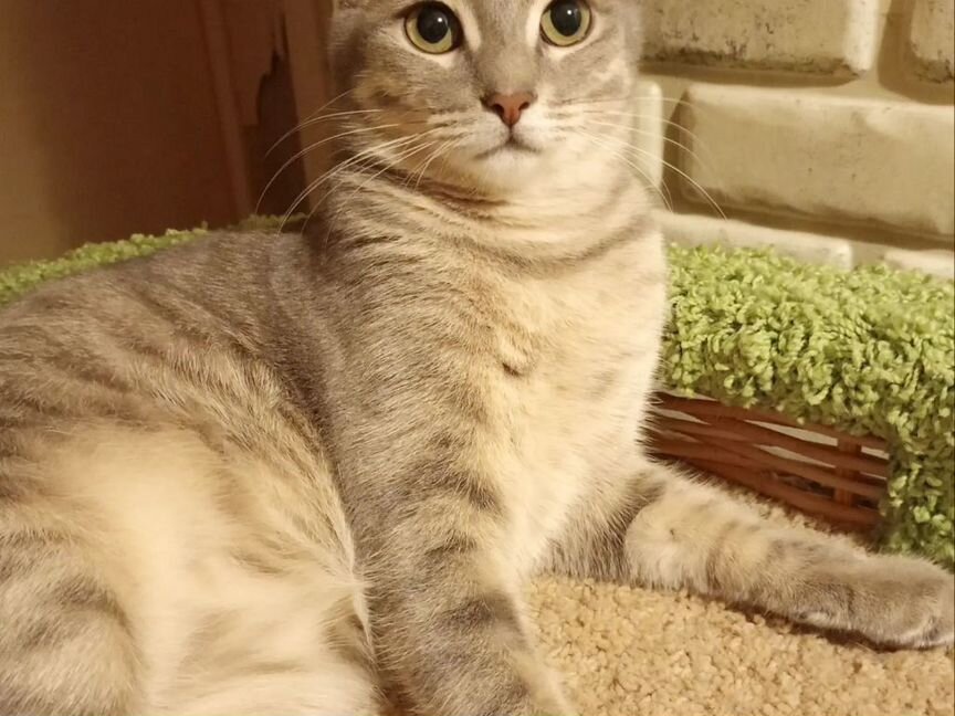 Котик из приюта в добрые руки