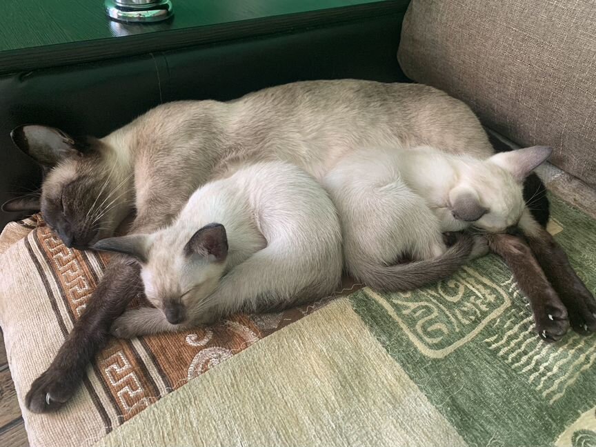 Ориентальные котята