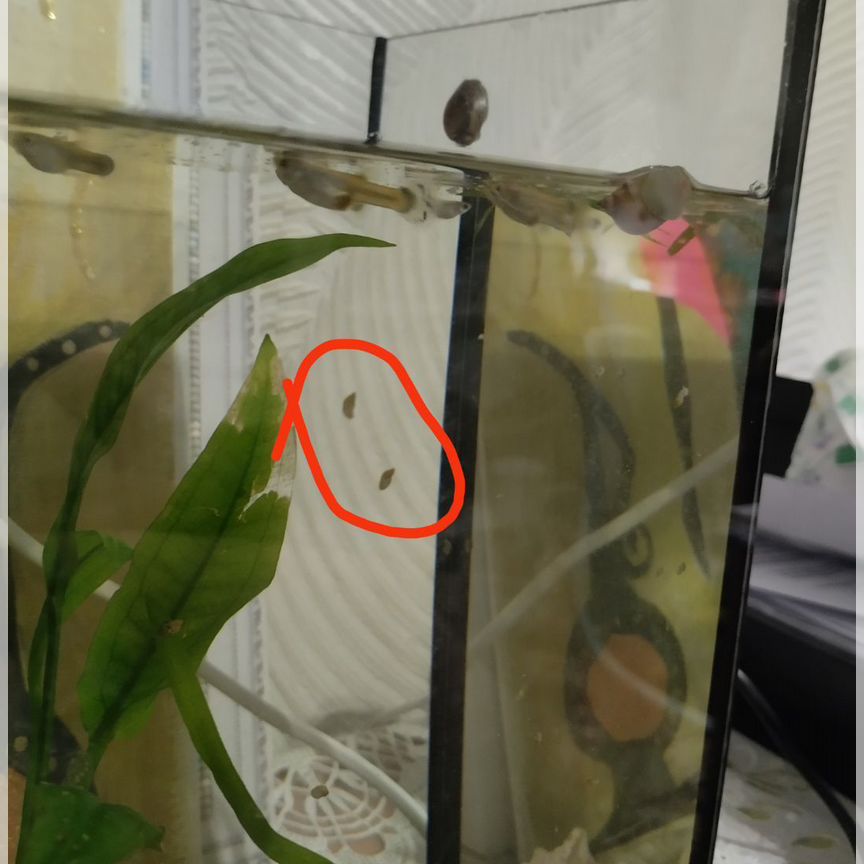 Улитки аквариумные