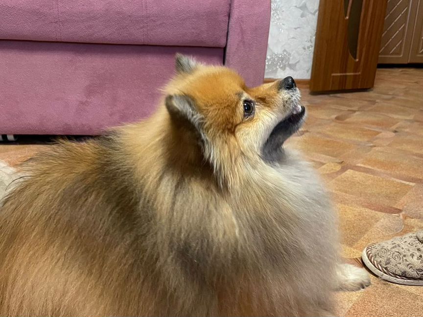 Померанский шпиц