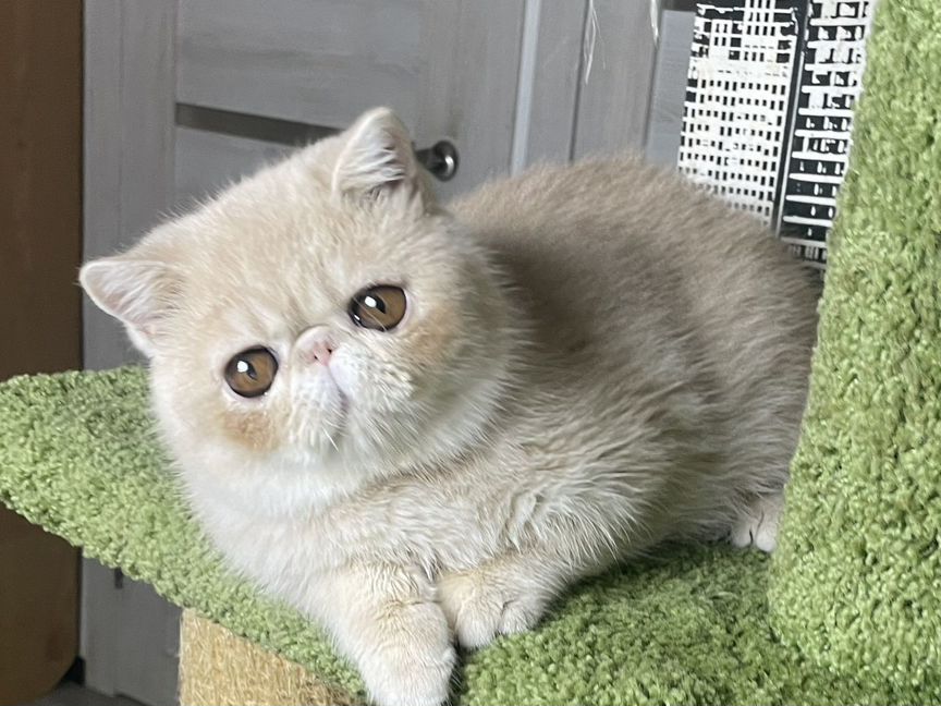 Экзотические котята