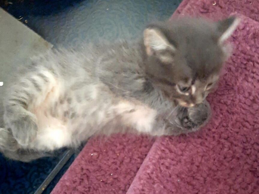 Котёнок от кошки-мышеловки