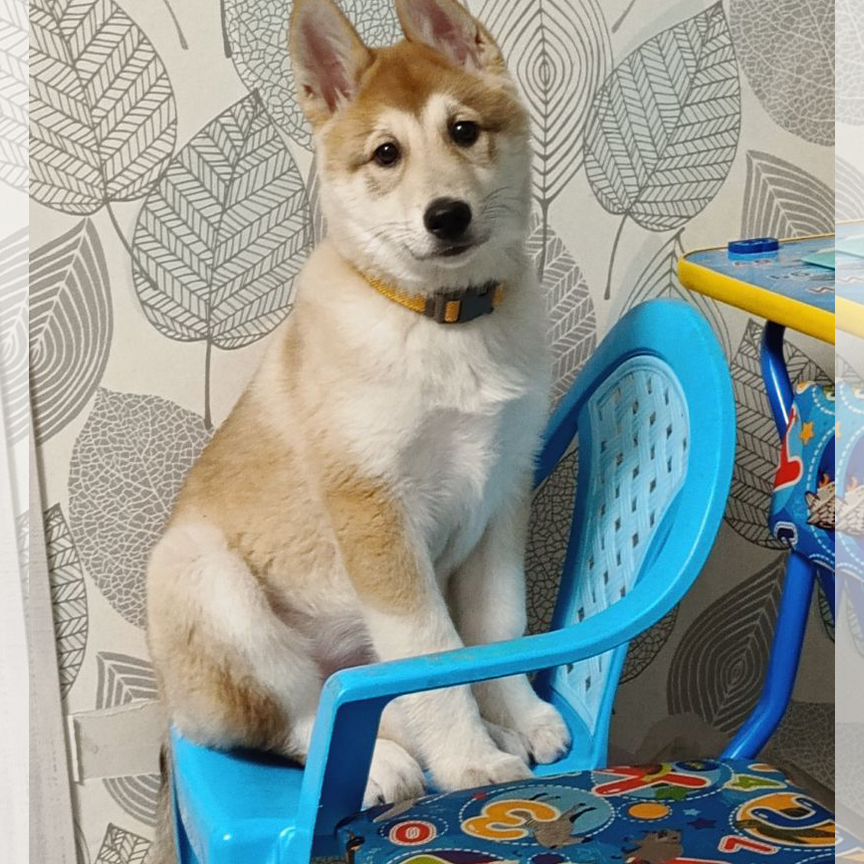 Западно сибирская лайка