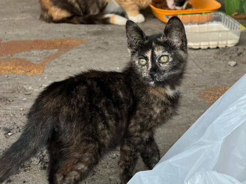 Котенок