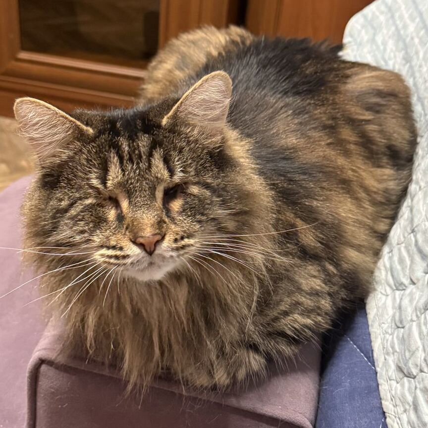 Сибирский кот