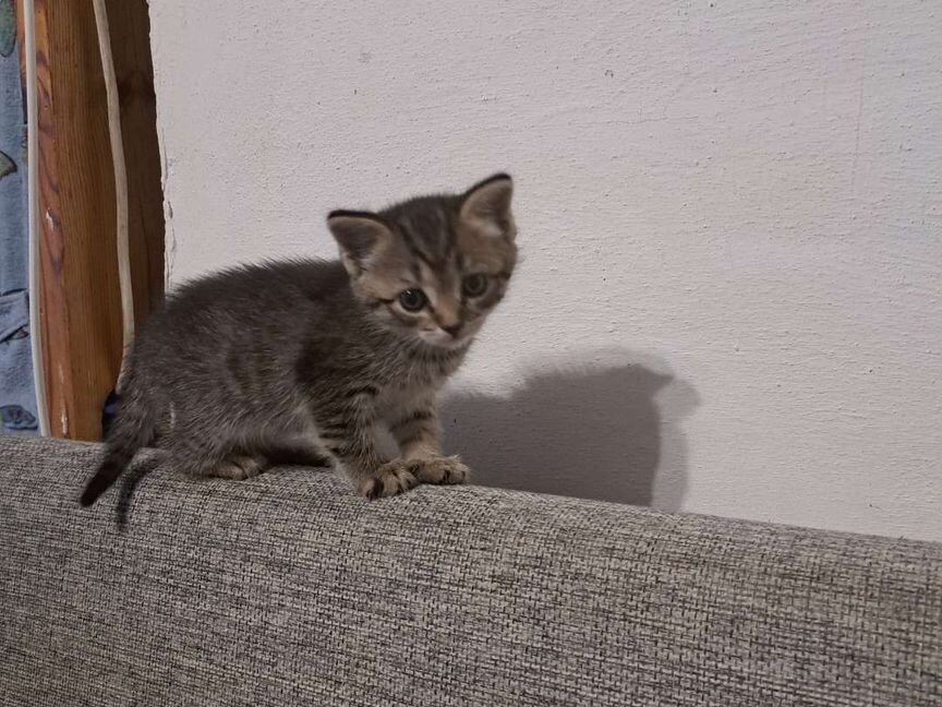 Кошка в дар бесплатно
