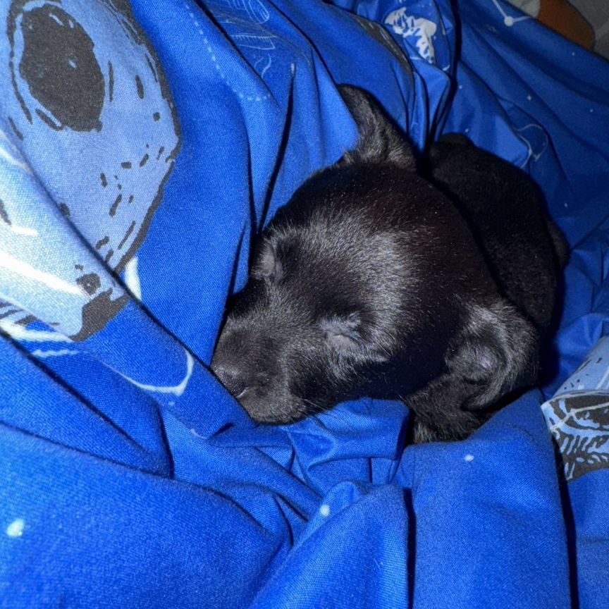 Немецкий пинчер