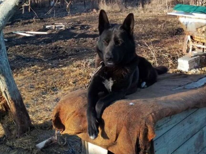 Собаки щенки Восточно-европейская и Лайки