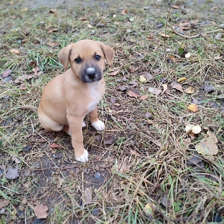 Отдам в добрые руки