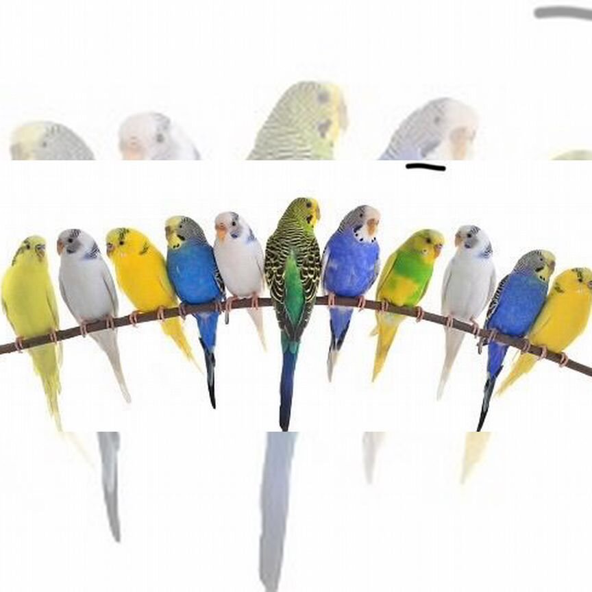 Птенцы волнистый попугай, огромный выбор