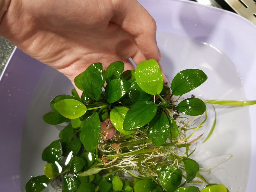 Анубиас нано