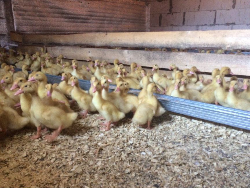 Продаются утята стар 53,и ск 6