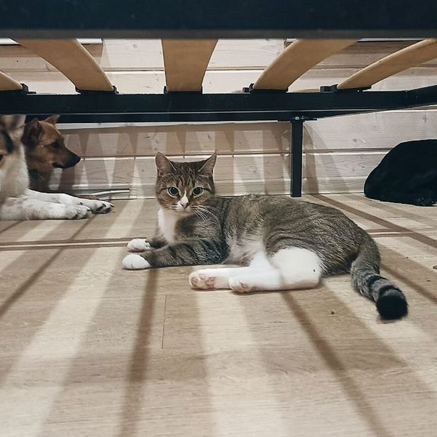 Заводила банды