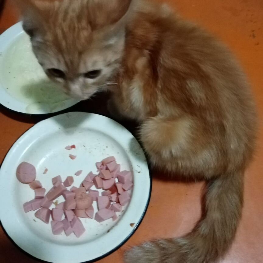 Котёночек мальчик