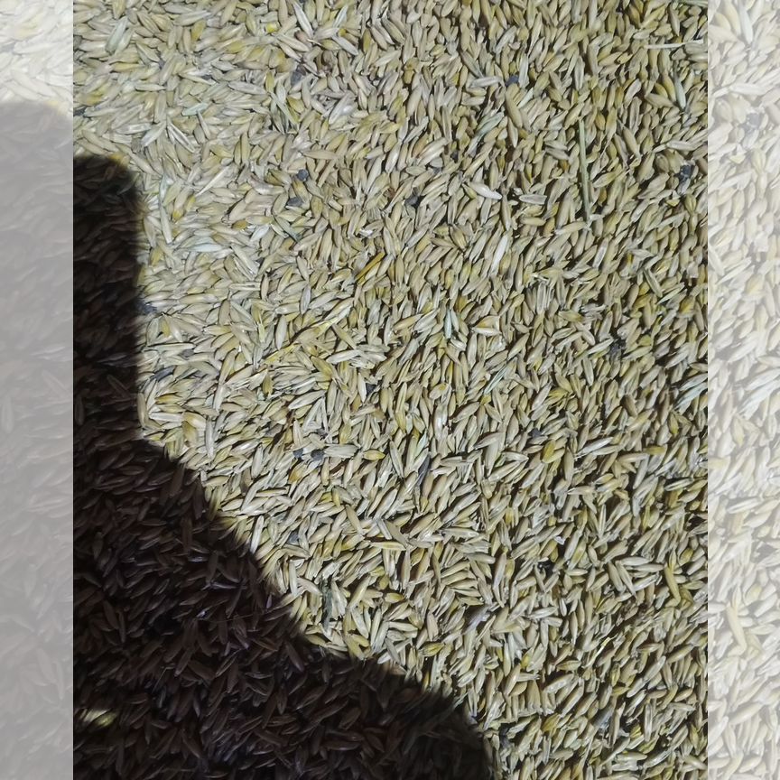 Овëс кормовой