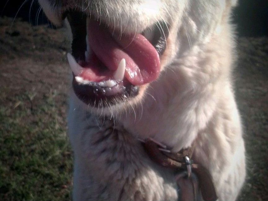 Лабрадор смесь дворняги