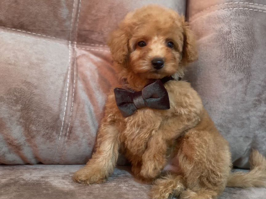 Пудель маленький ласкушка