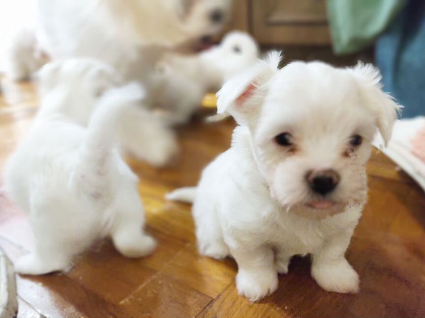 Мальчишки мальтезики 20