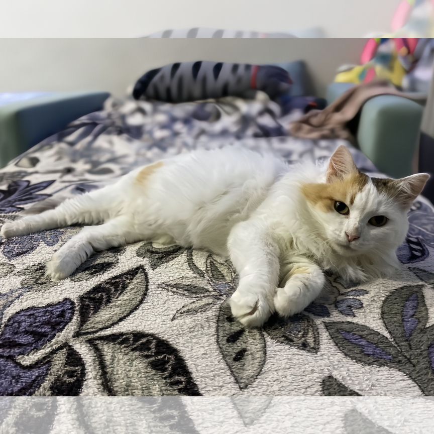 Взрослая кошка в добрые руки