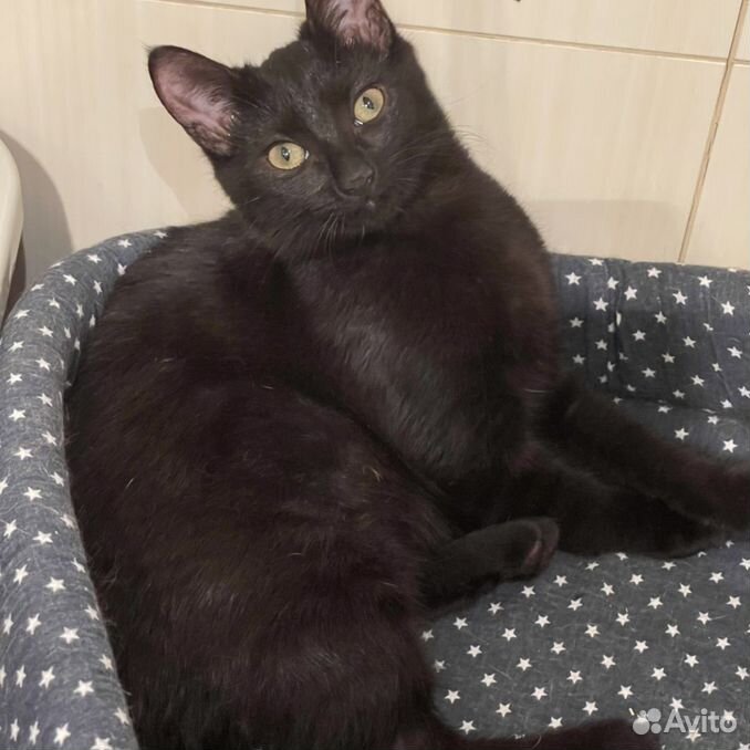 Черный Котенок девочка 4-4,5 мес