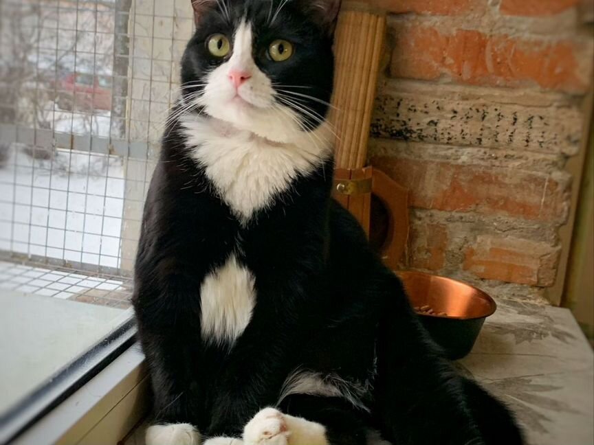 Кошка ласковая