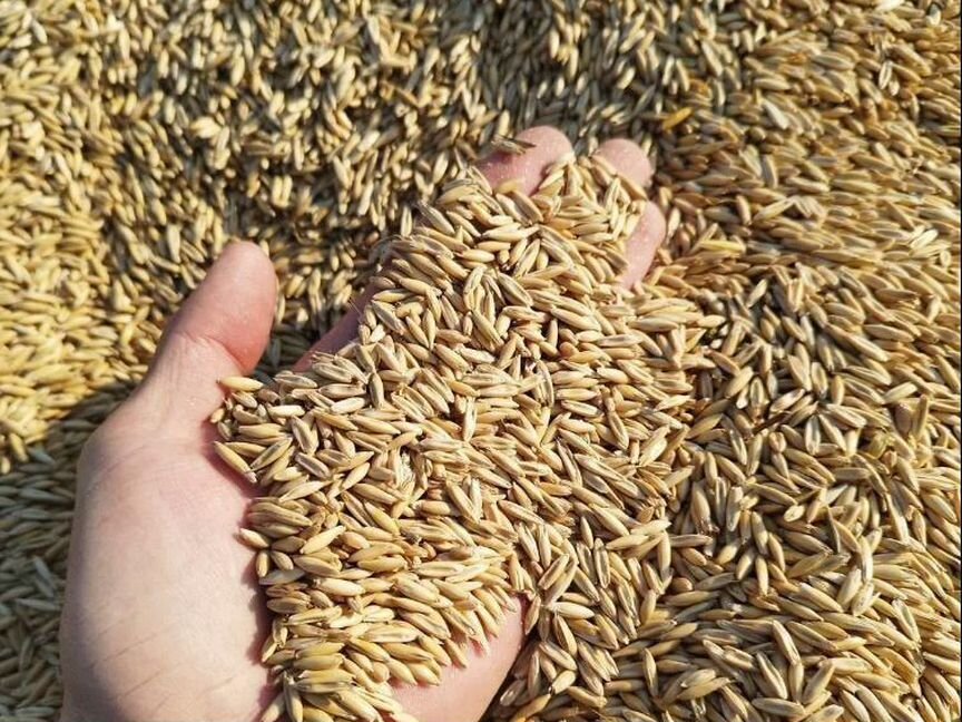 Кормовой овёс, Просо на корм