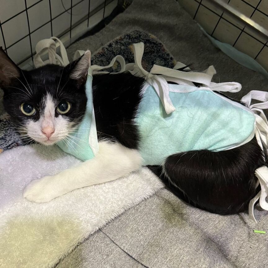 Кошечка ищет дом