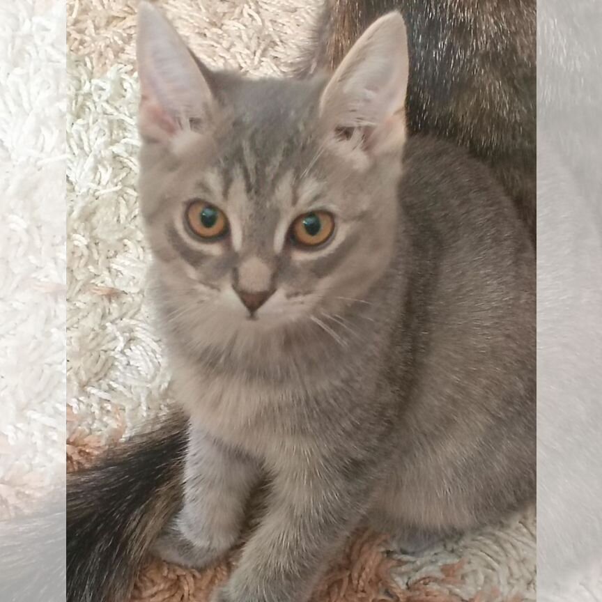 Котёнок в добрые руки