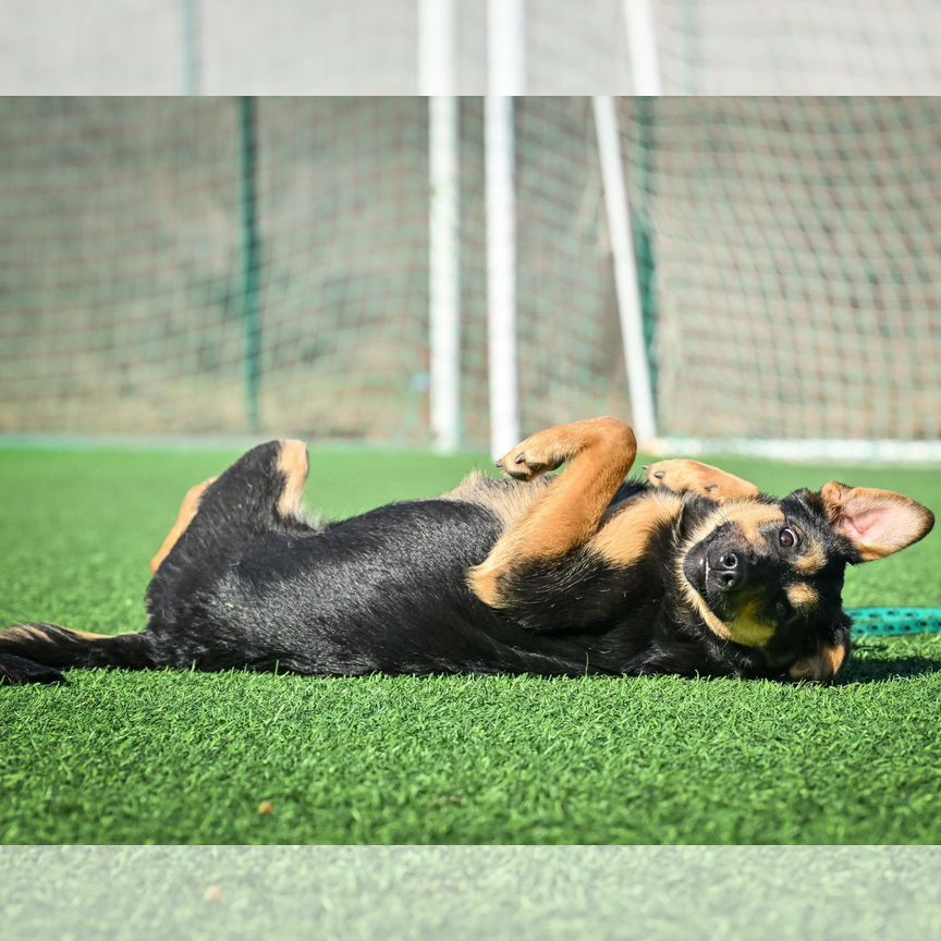 Щенок в добрые руки