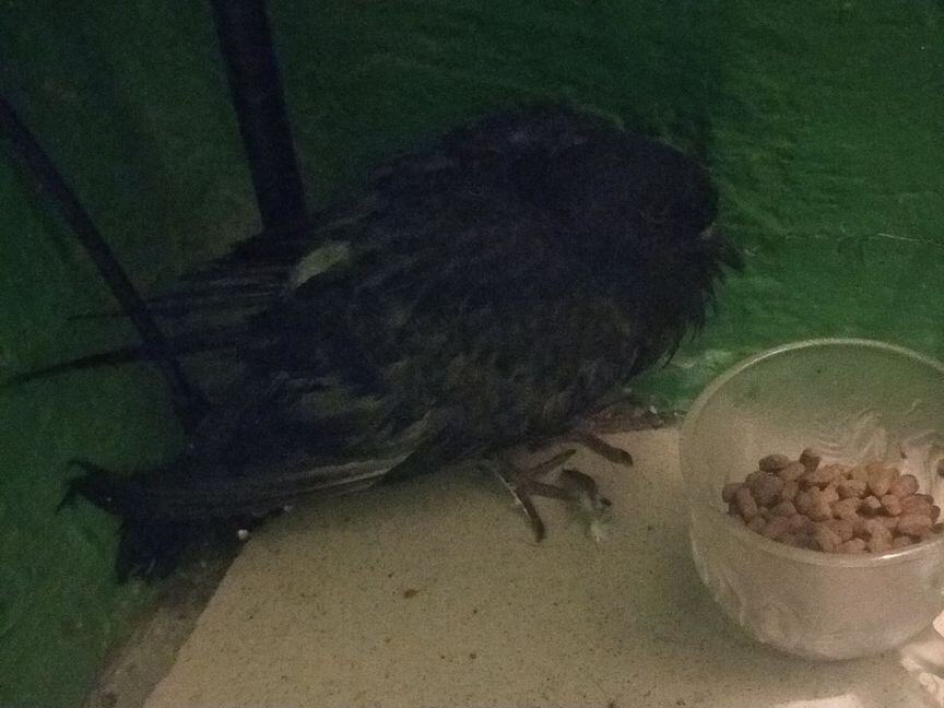 Голубь бесплатно