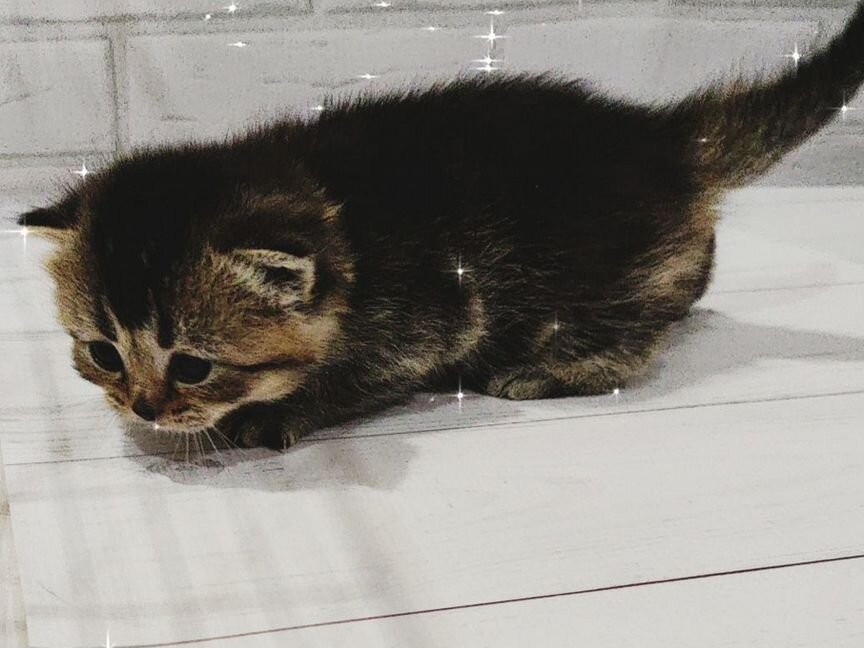Шотландские котята
