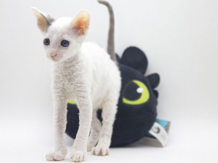 Котята корниш-рекс