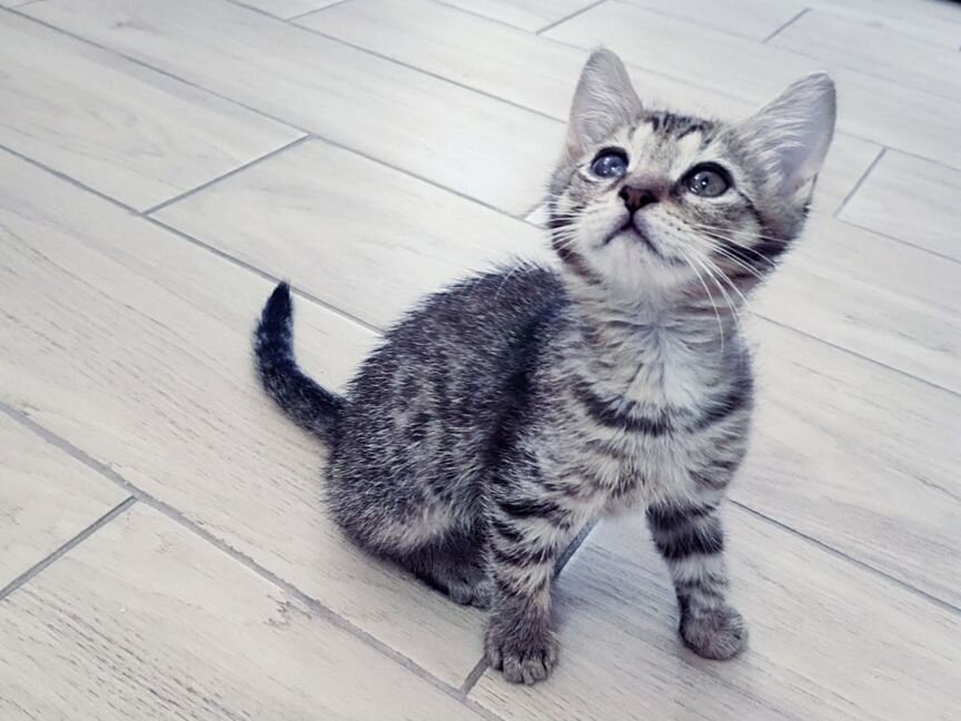 Котёнок