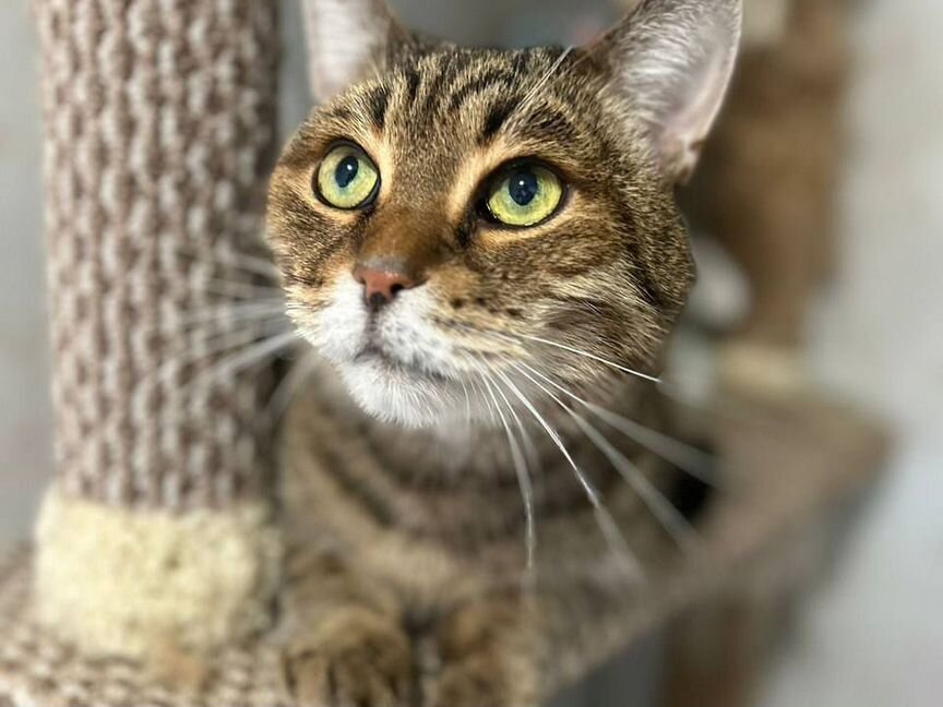 Котик ждет в приюте