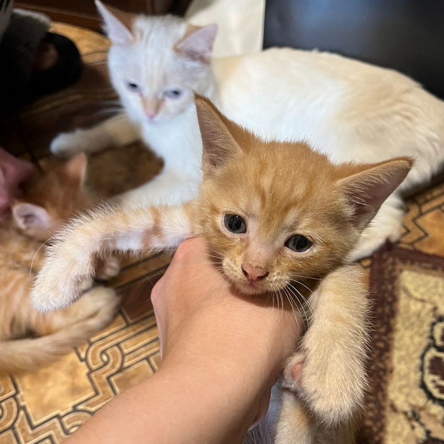 Котёнок в добрые руки