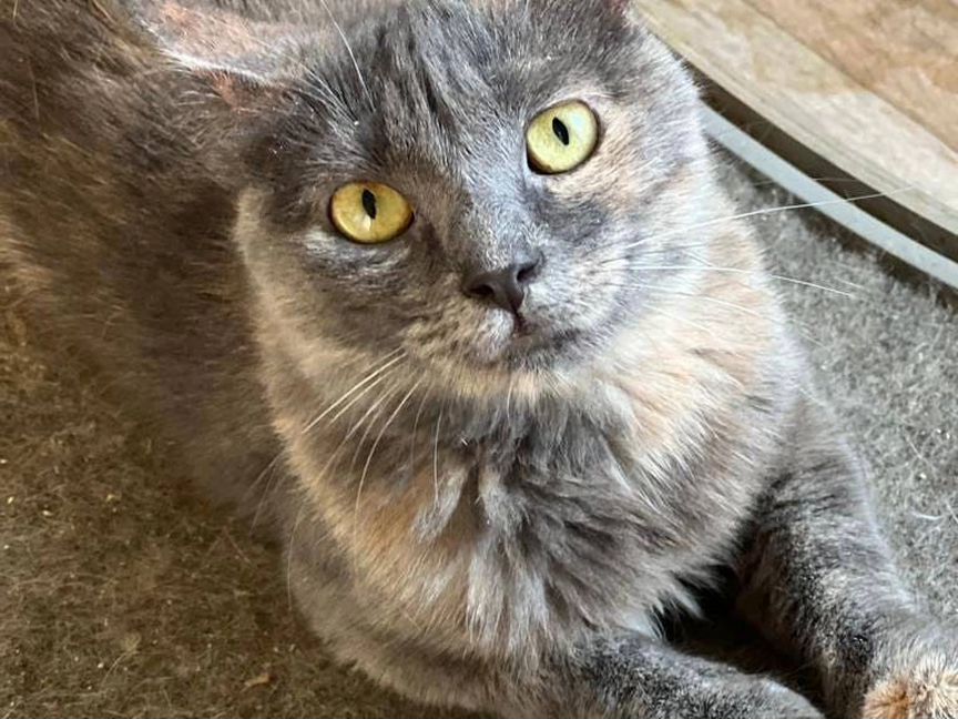 Миниатюрная кошечка ищет дом