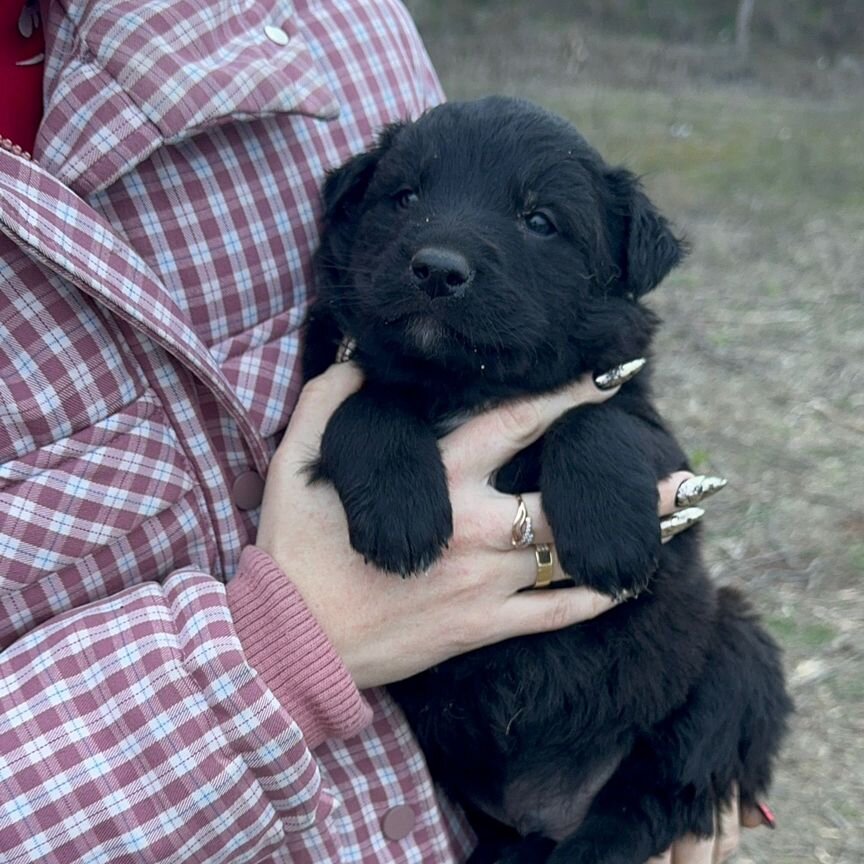 Милый щенок в приюте