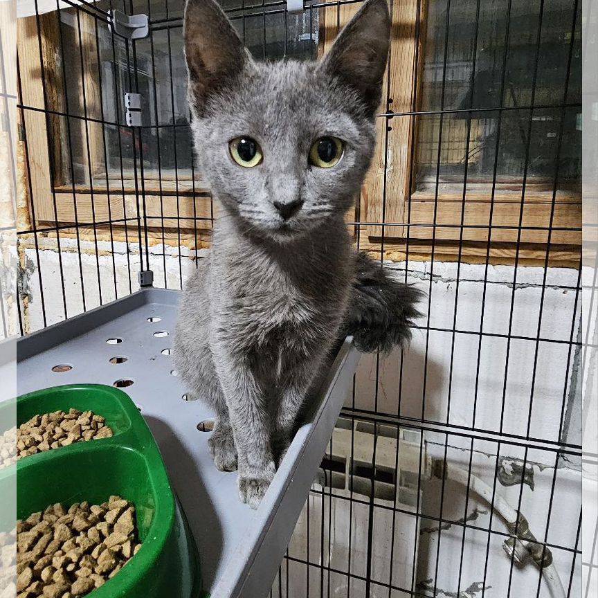 Серый ласковый котенок в поисках дома
